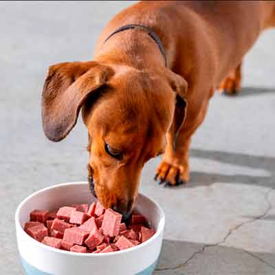 FREE SPD Fresh Roll Dog Food - Freebies and Free Samples by Mail