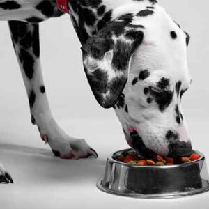 FREE Dog Food Products - Freebies and Free Samples by Mail