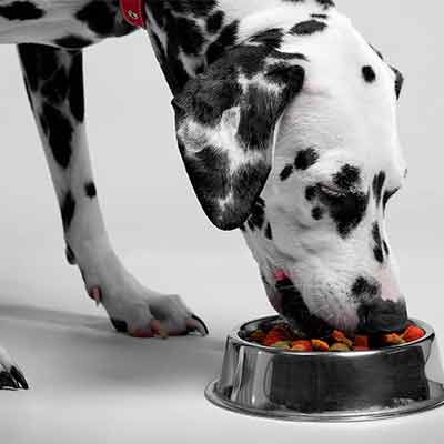 FREE Dog Food Products - Freebies and Free Samples by Mail