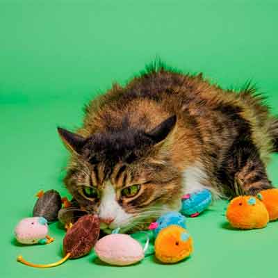 FREE Cattraction Silver Vine Cat Toys - Freebies and Free Samples by Mail