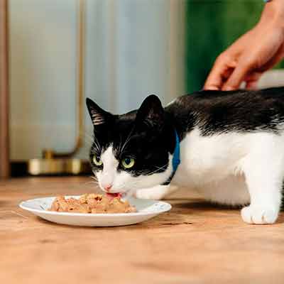 FREE Wet Cat Food Products - Freebies and Free Samples by Mail